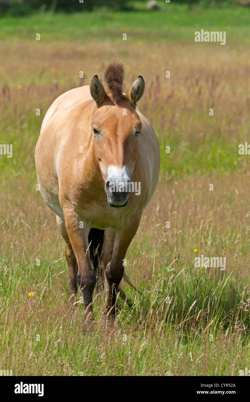 Equus ferus przewalskis hi-res stock photography and images - Alamy