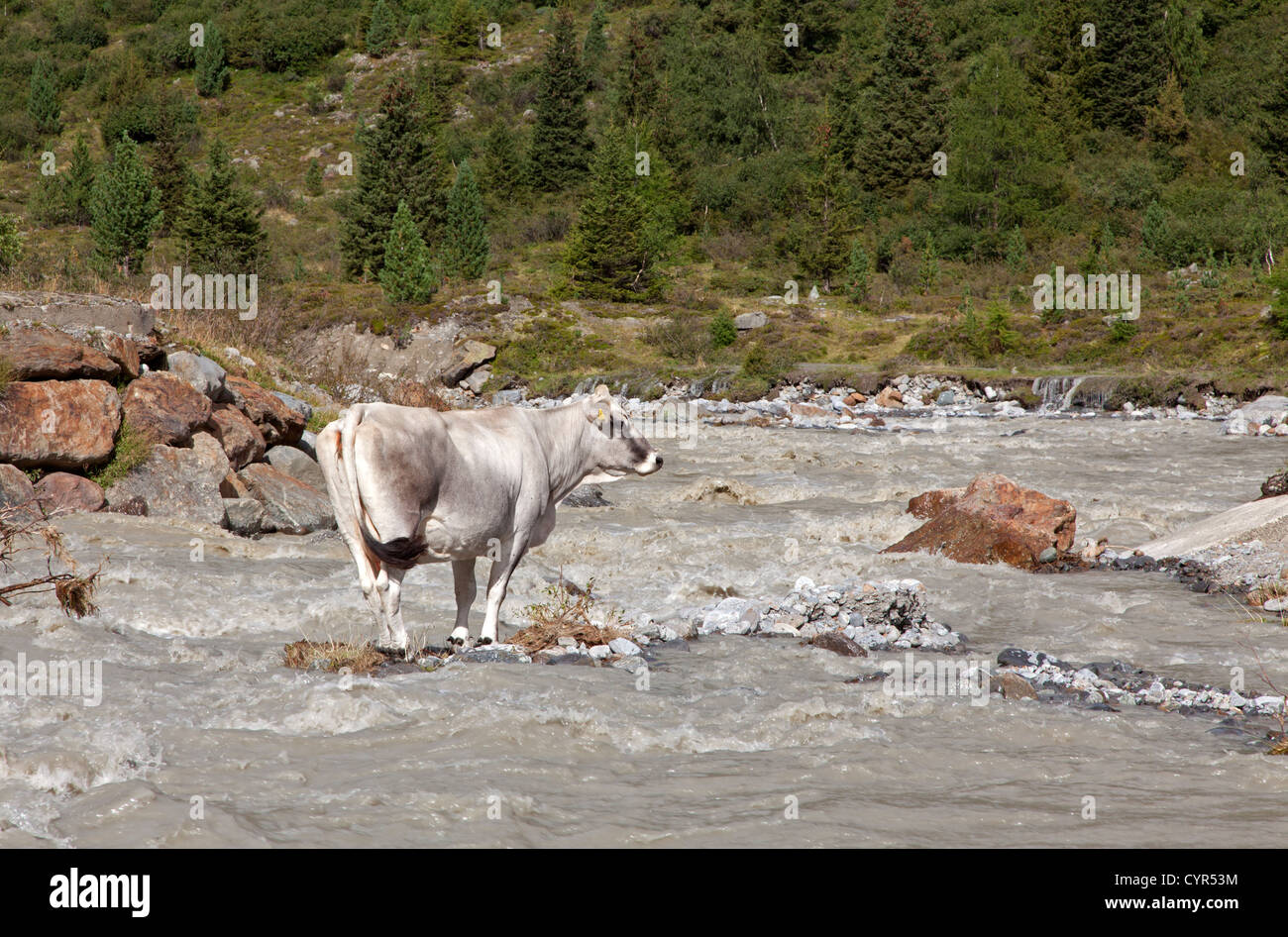 Cow standing in a stream Stock Photo - Alamy