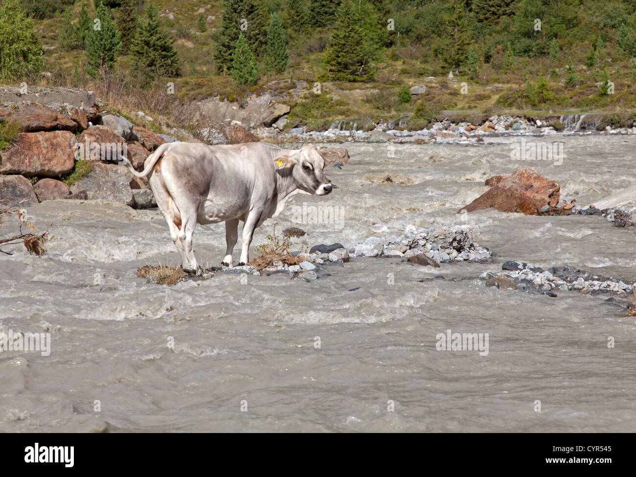 Cow standing in a stream Stock Photo - Alamy