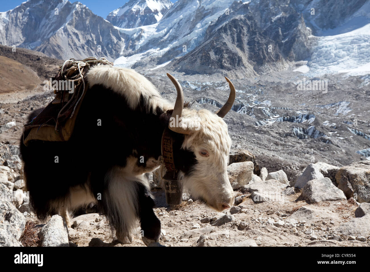 Yak in Himalaya Stock Photo - Alamy