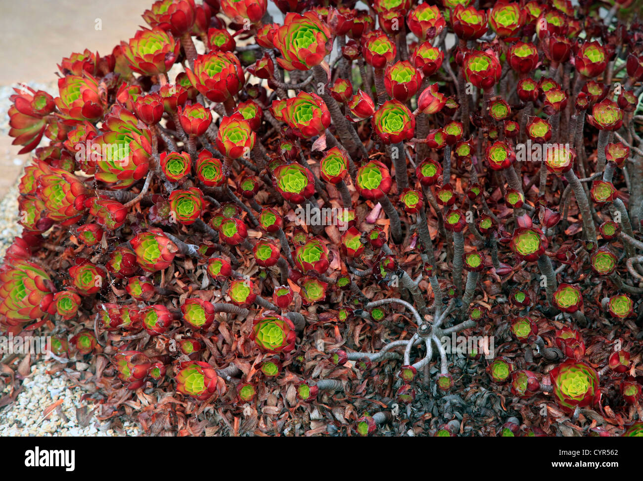Group of succulent plants of the genus green and red Echeveria Stock ...