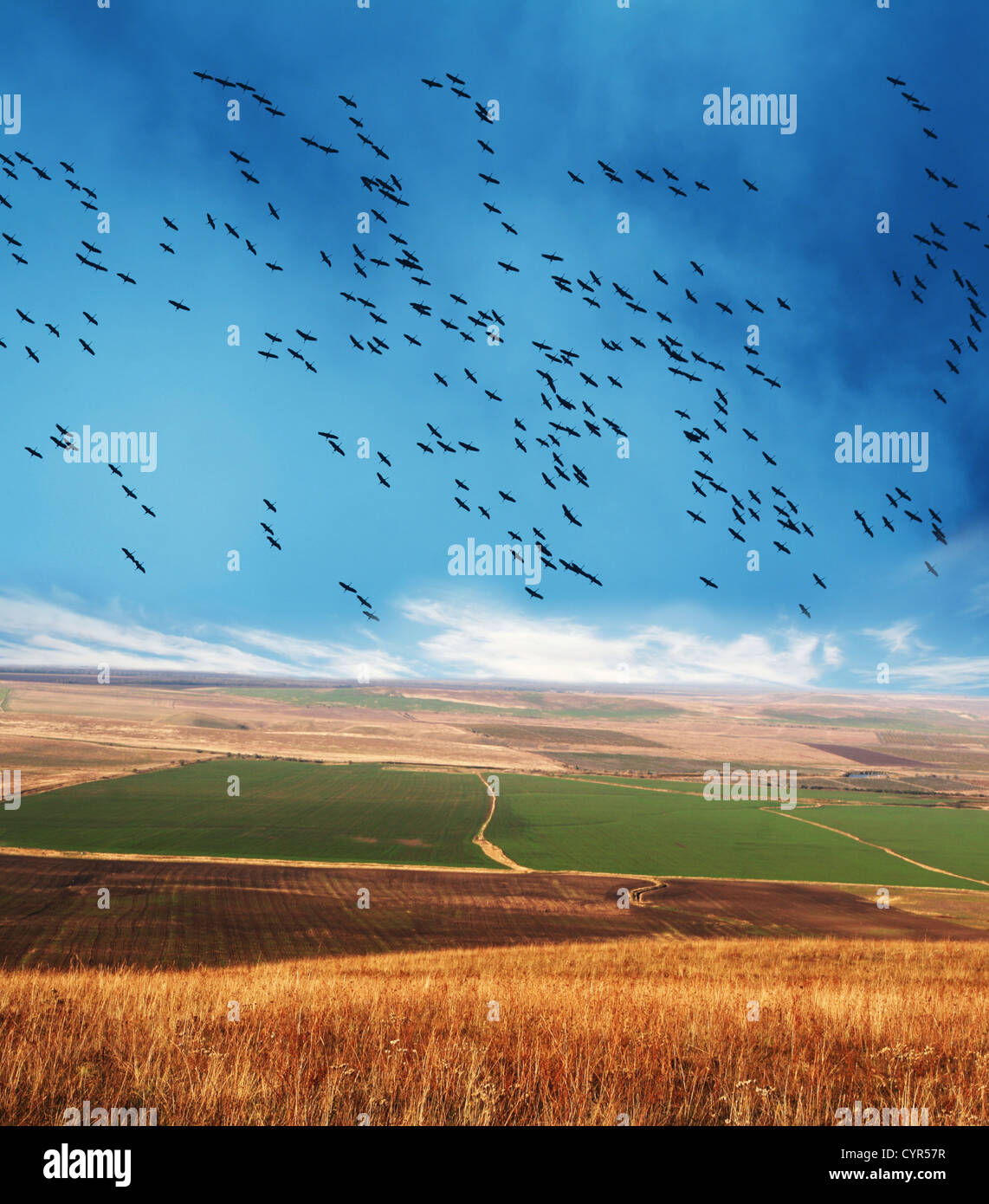 Birds in fields Stock Photo - Alamy