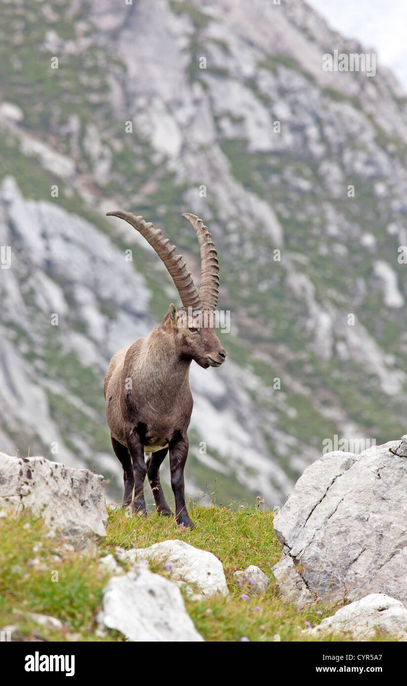 Alpine ibex / Capra ibex Stock Photo - Alamy