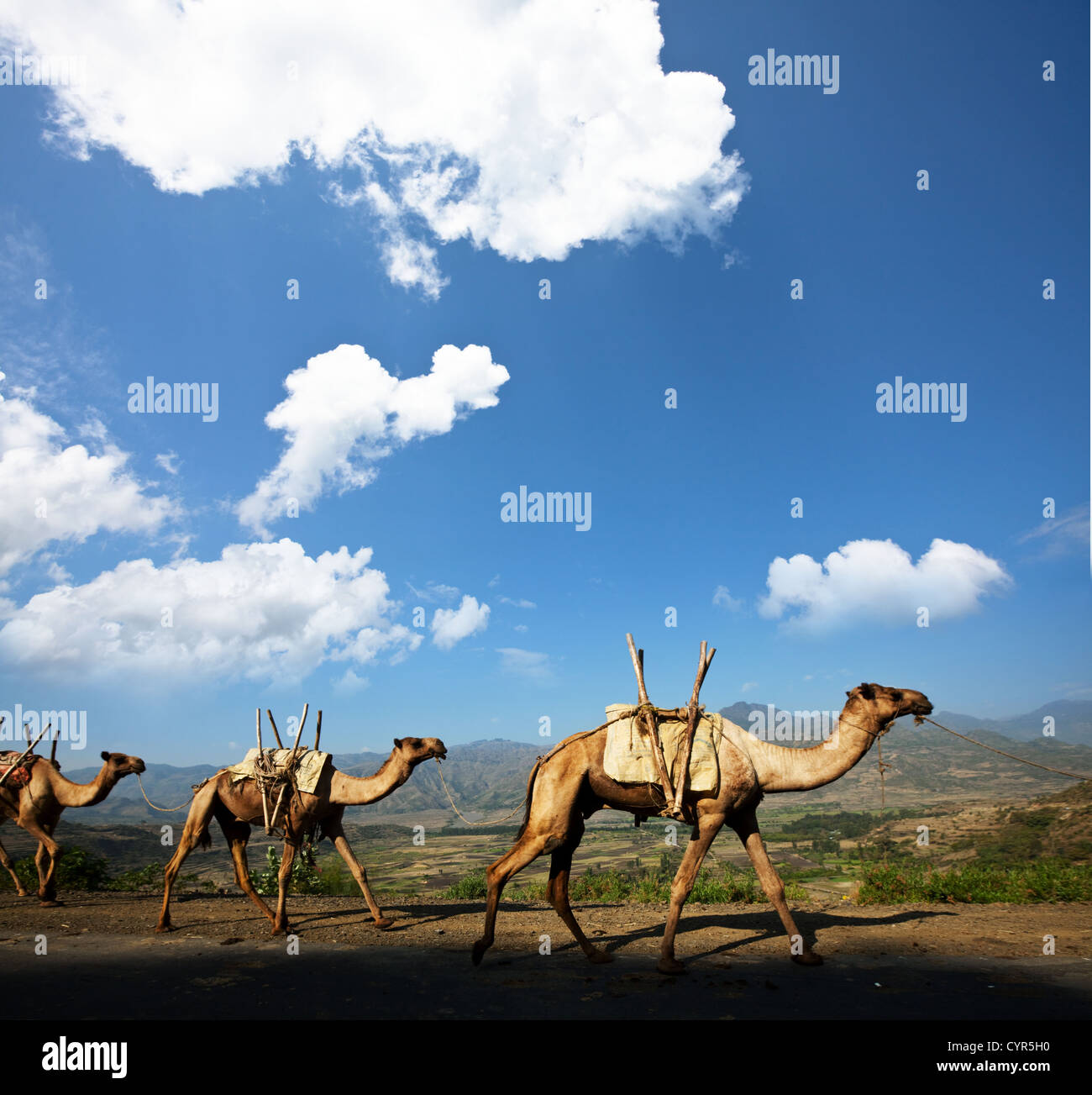 Camel on Tomb ruins Stock Photo - Alamy