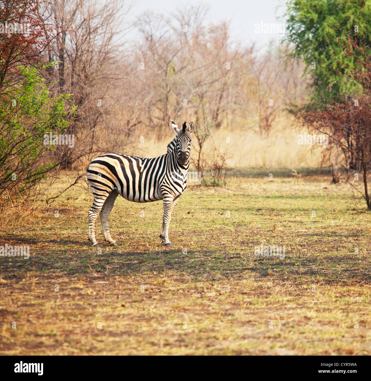 Zebra in bush Stock Photo - Alamy