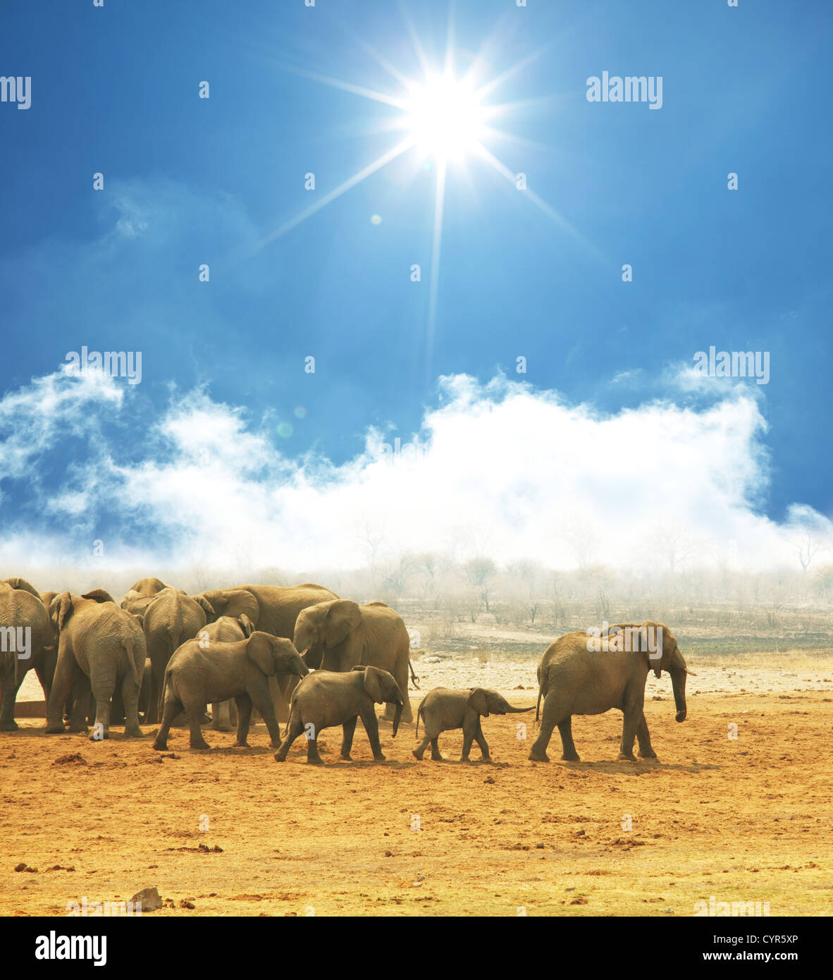 Elephant leadership hi-res stock photography and images - Alamy