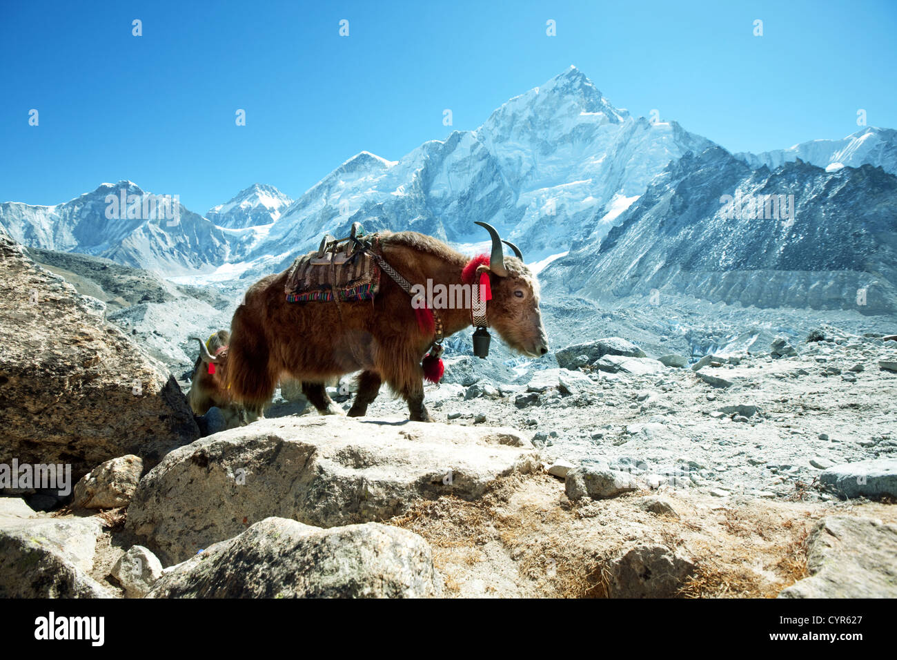Yak in Himalaya Stock Photo - Alamy