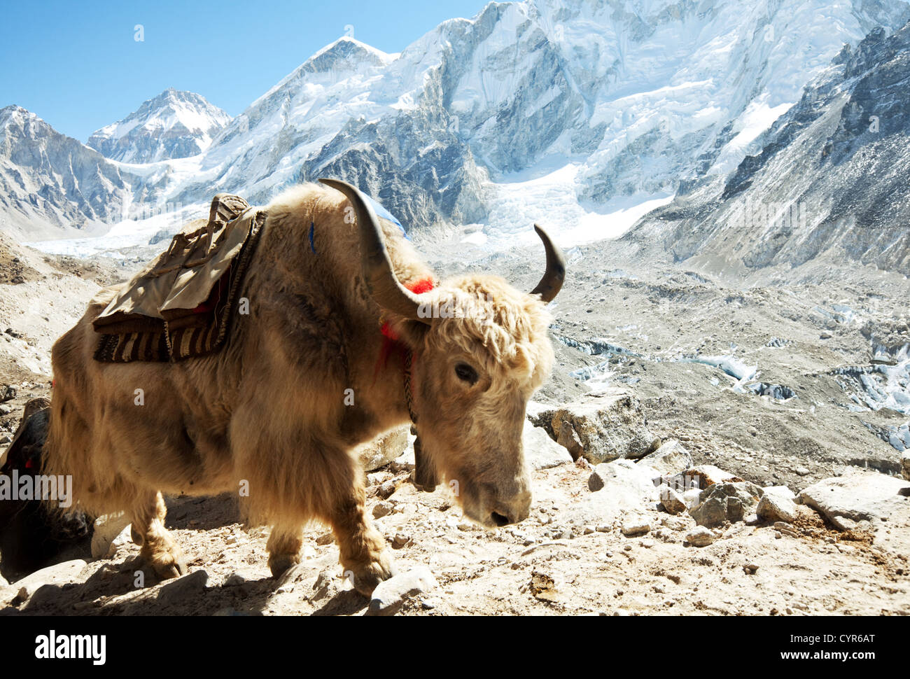 Yak in mountains Stock Photo - Alamy
