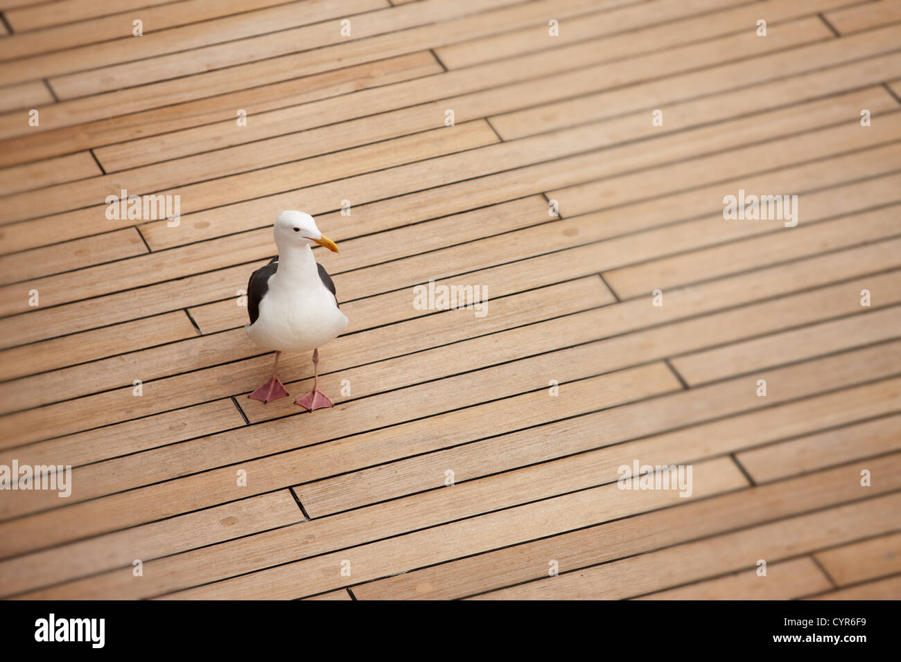 Sea bird on wooden deck of ship Stock Photo - Alamy