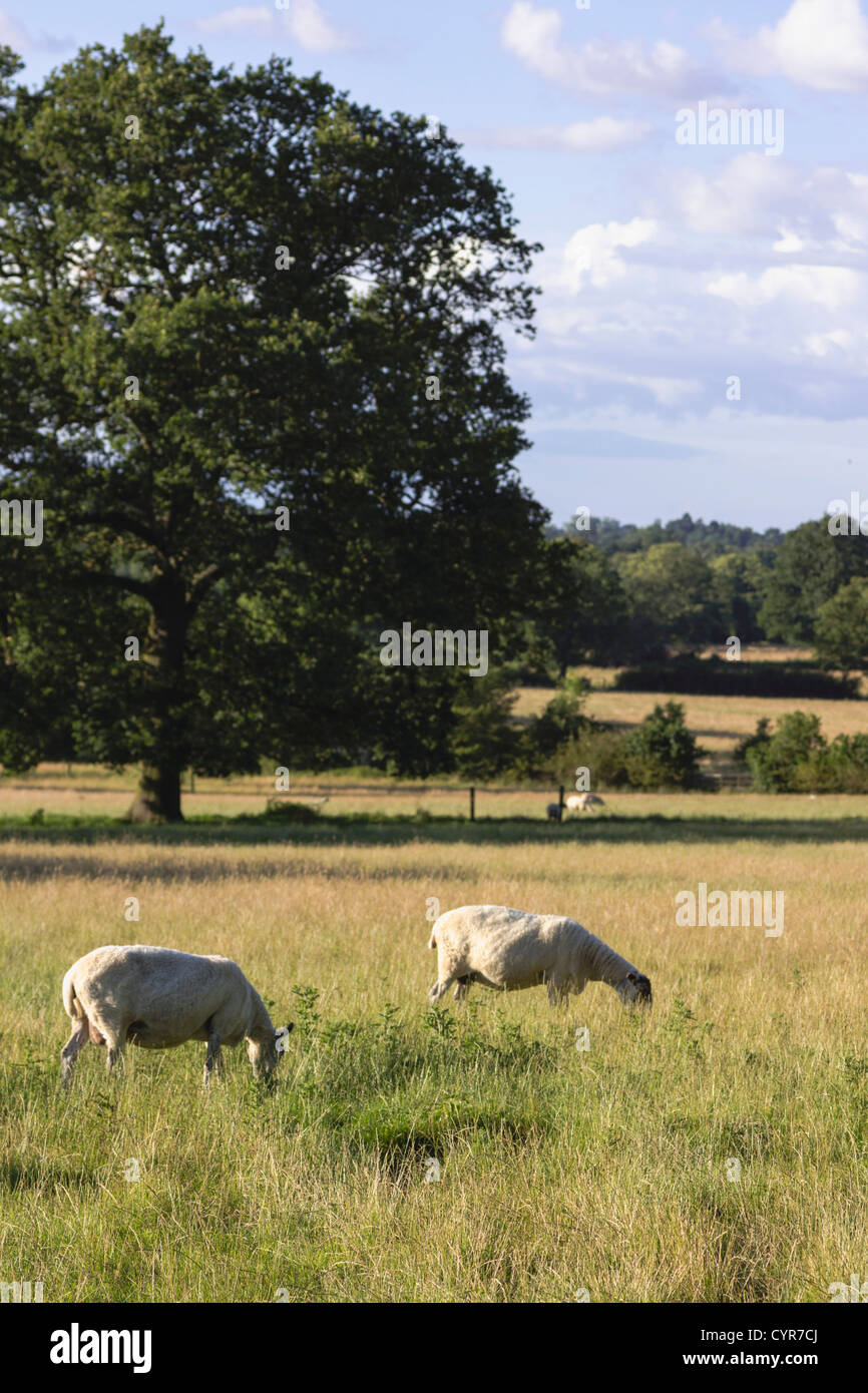 classic english countryside england uk Stock Photo - Alamy