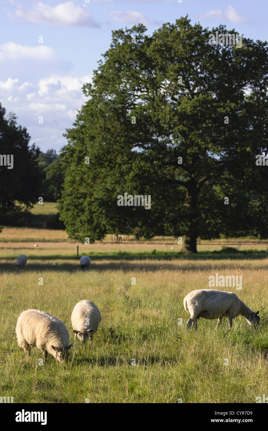 classic english countryside england uk Stock Photo - Alamy