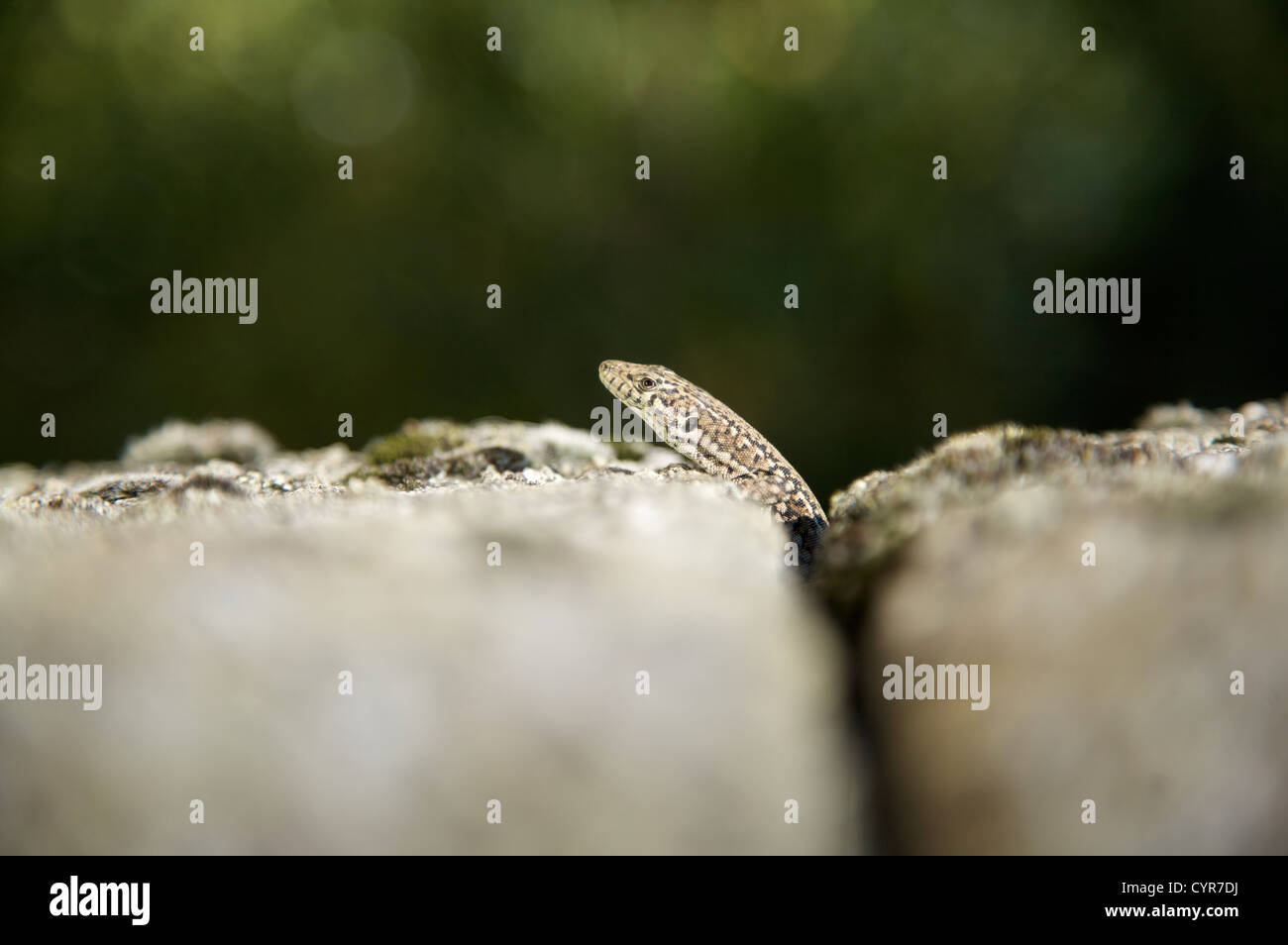 small lizard on stone at spain Stock Photo - Alamy