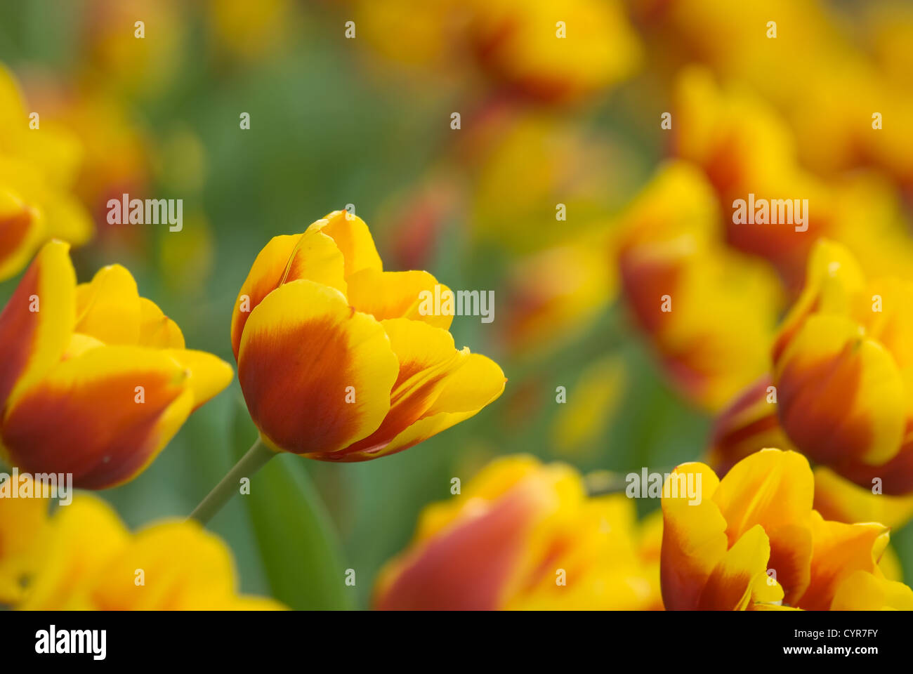 Tulips in yellow color in green garden Stock Photo - Alamy