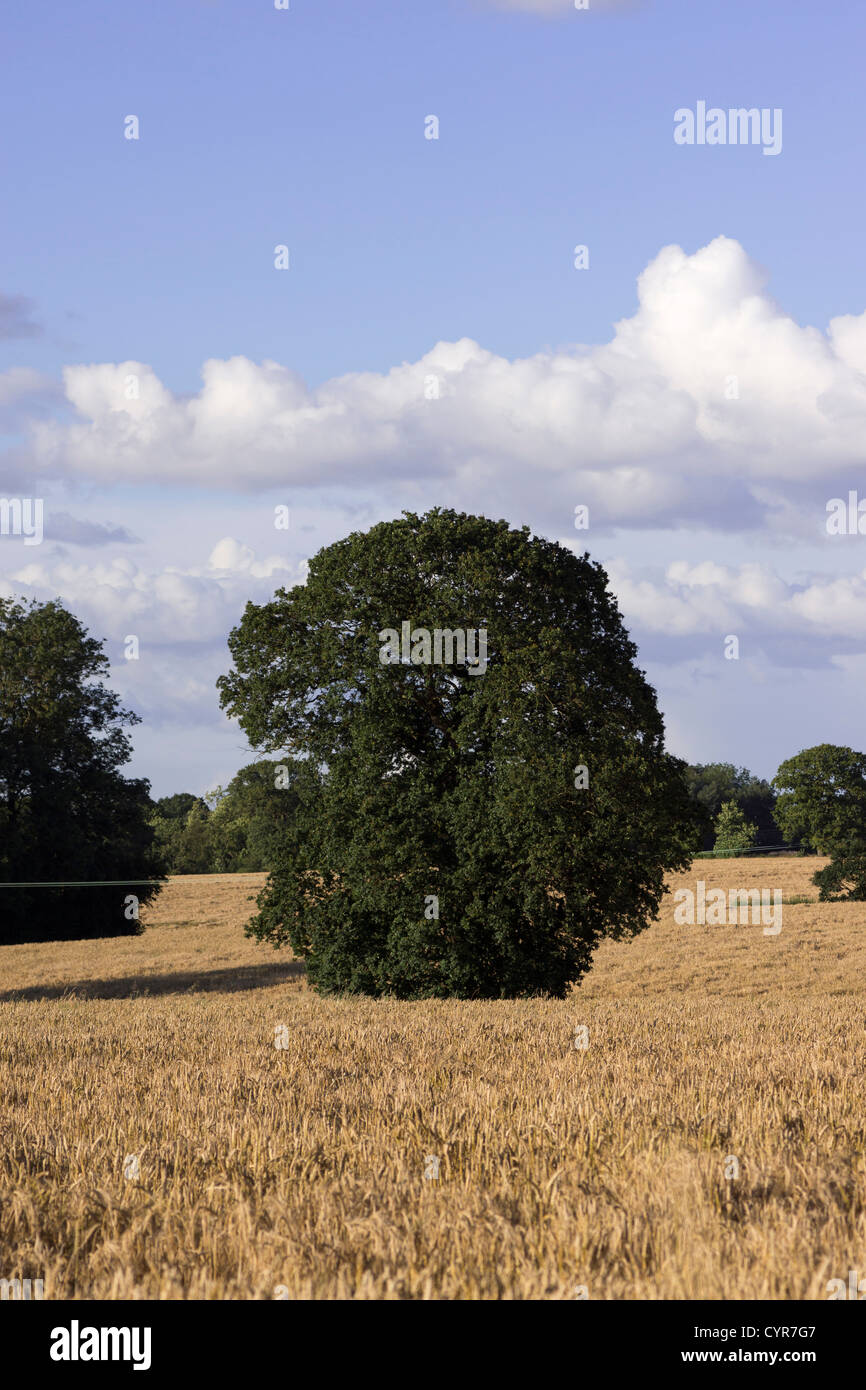 classic english countryside england uk Stock Photo - Alamy