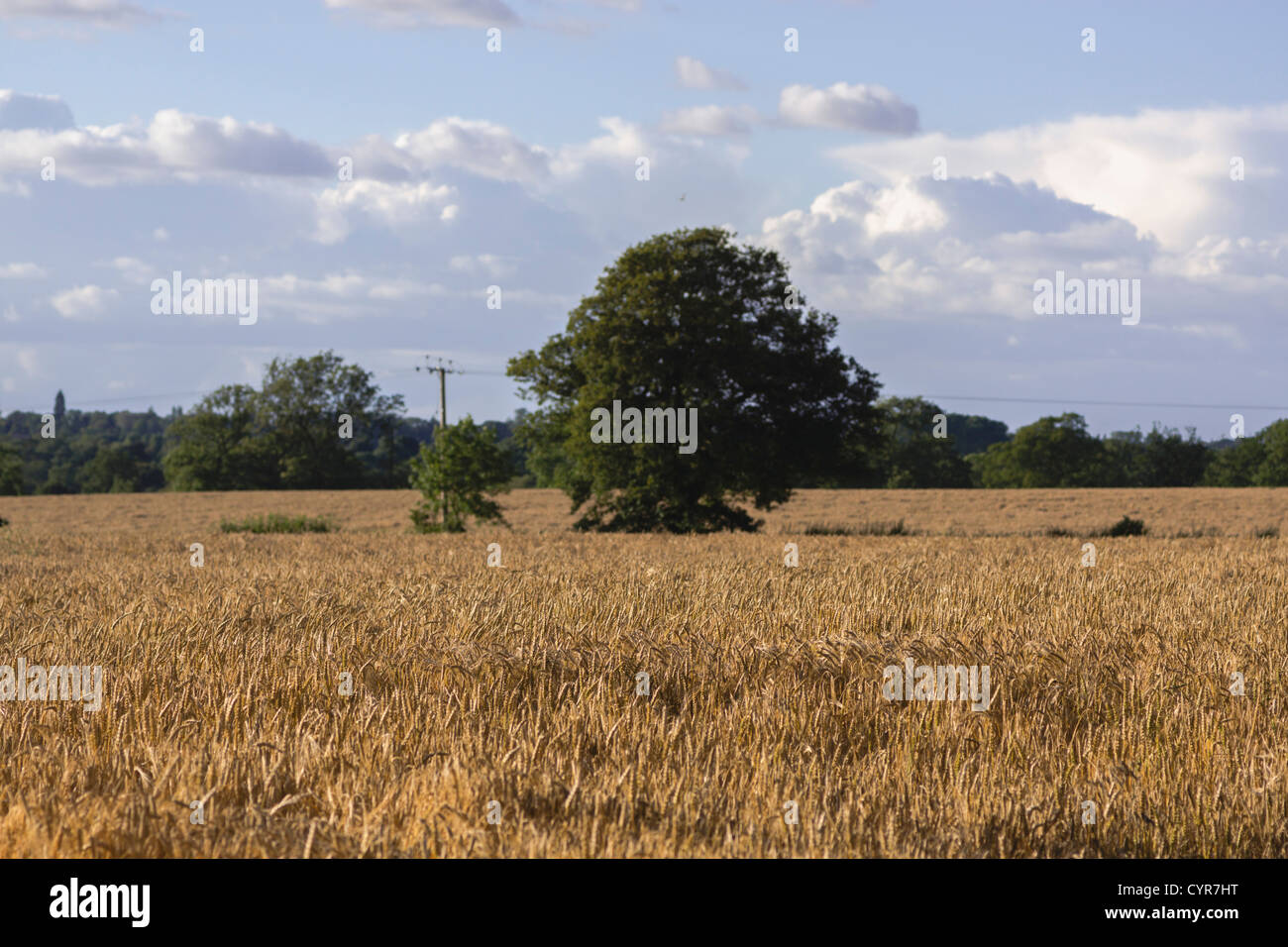 classic english countryside england uk Stock Photo - Alamy