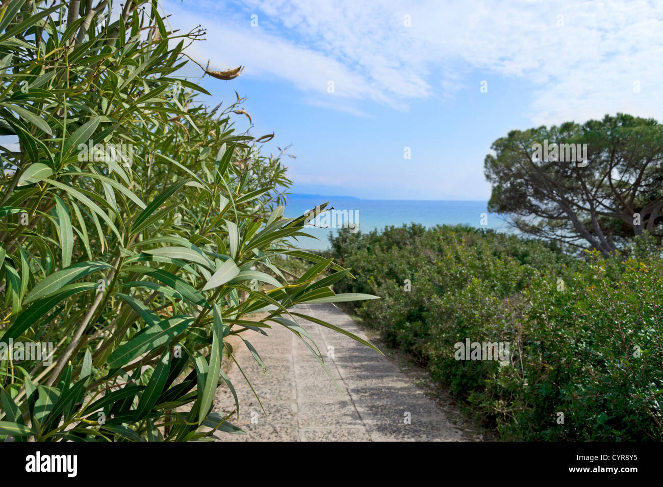 vegetation surrounding a footpath to the beach Stock Photo - Alamy