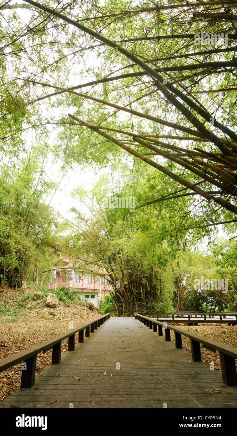 Panoramic bamboo forest scenic in Chinese garden Stock Photo - Alamy