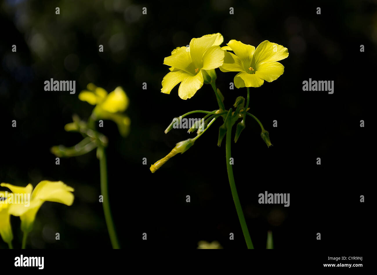 Common yellow oxalis hi-res stock photography and images - Alamy