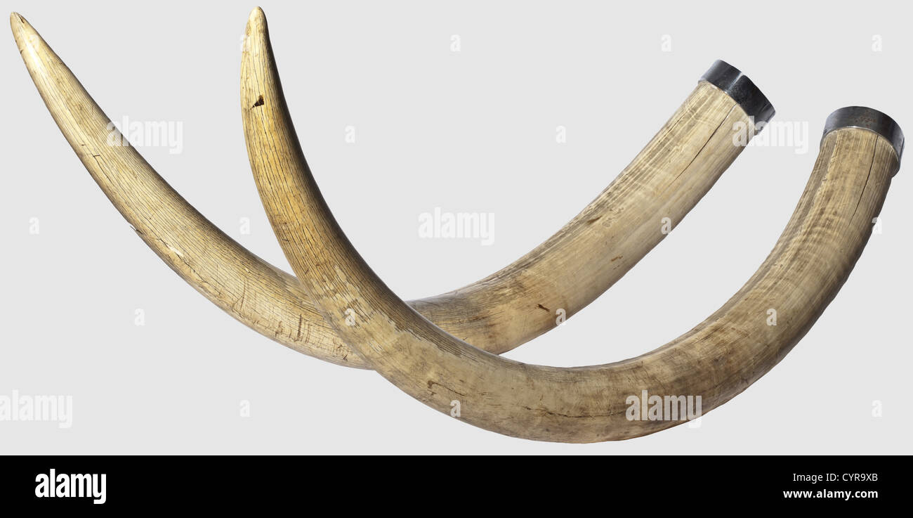A pair of elephant tusks,Africa,20th century A pair of tusks of an ...