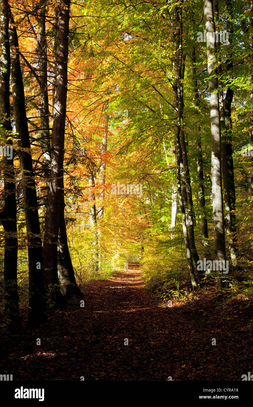 Colourful Trees in Autumn Stock Photo - Alamy