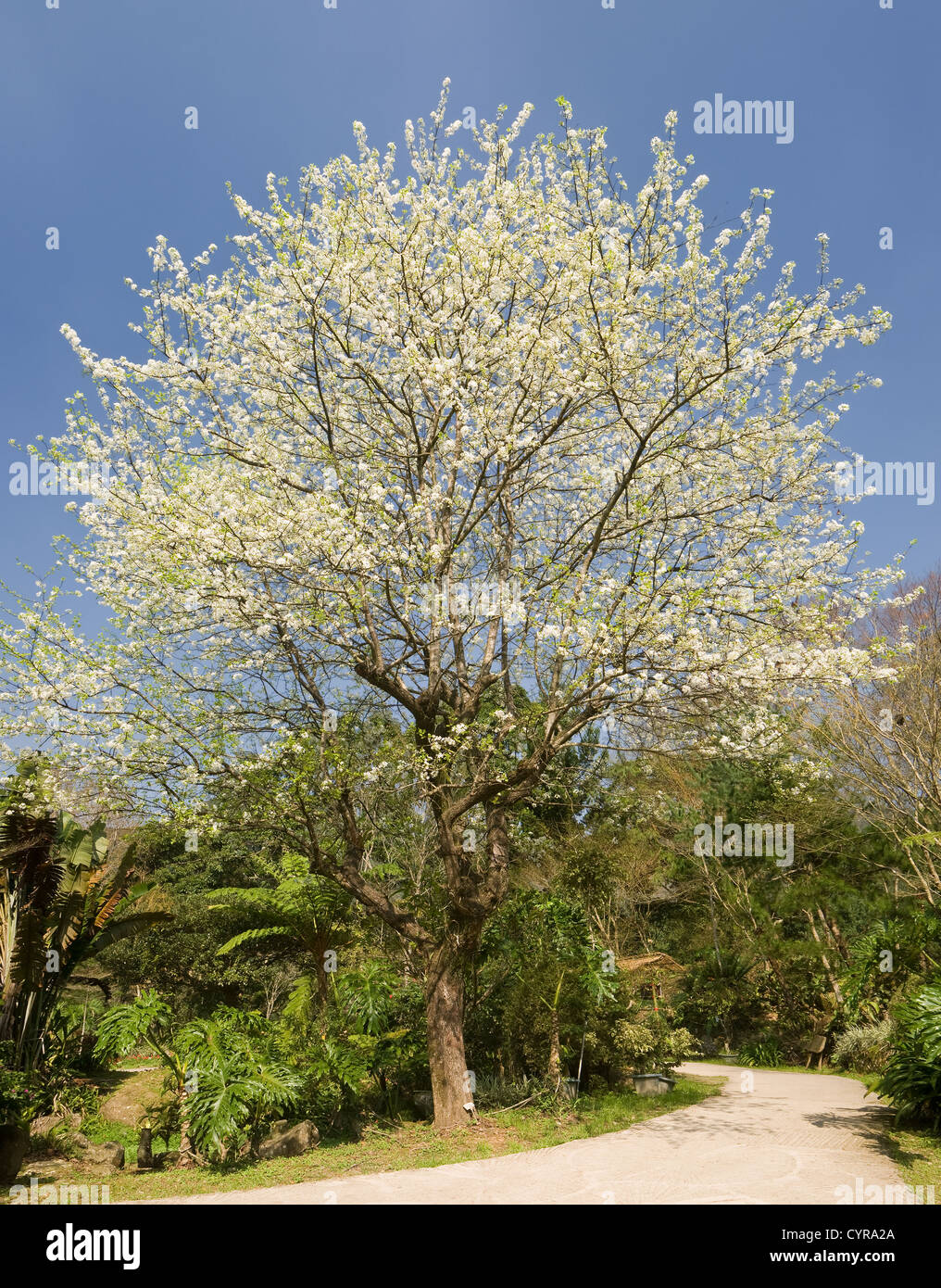 White tree of hawthorn stand by country road against blue sky Stock ...