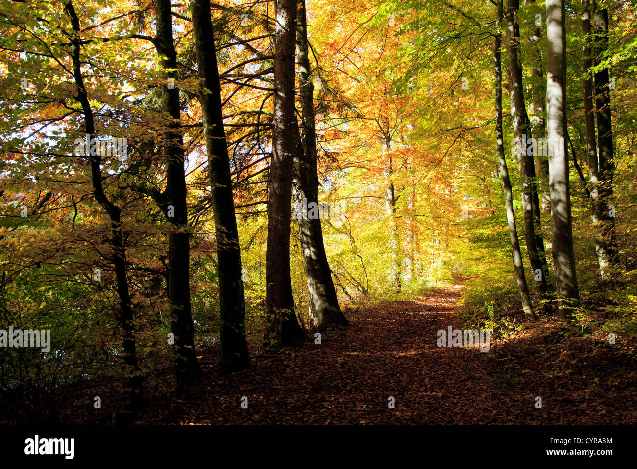 Colourful Trees in Autumn Stock Photo - Alamy