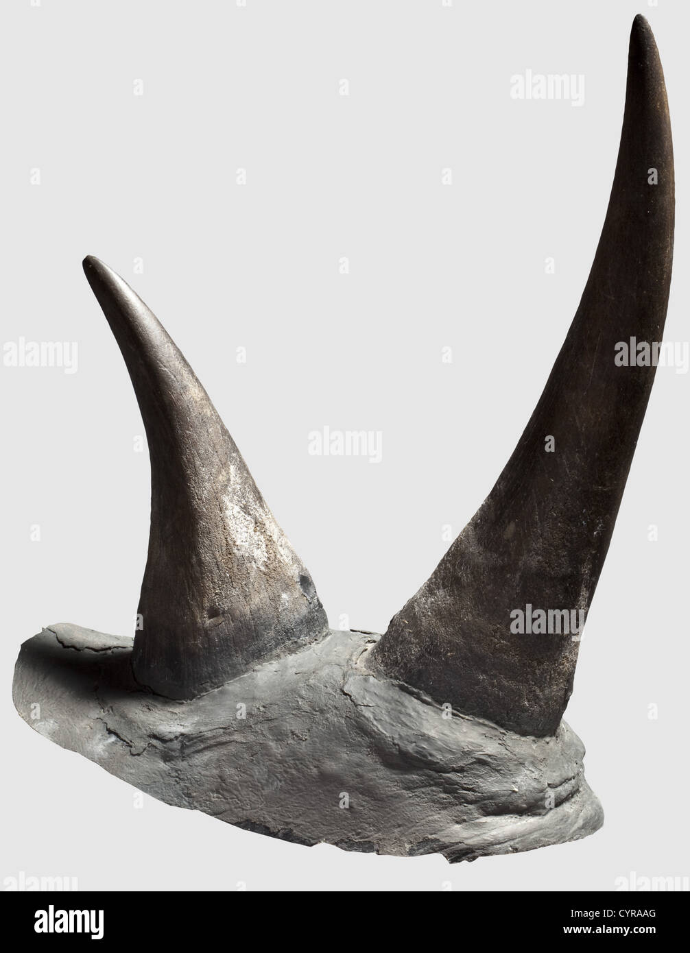 A pair of rhinoceros horns, Kenya, 2nd half of the 20th century ...