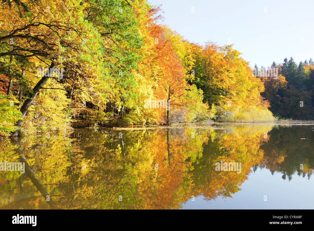 Colourful Trees in Autumn Stock Photo - Alamy