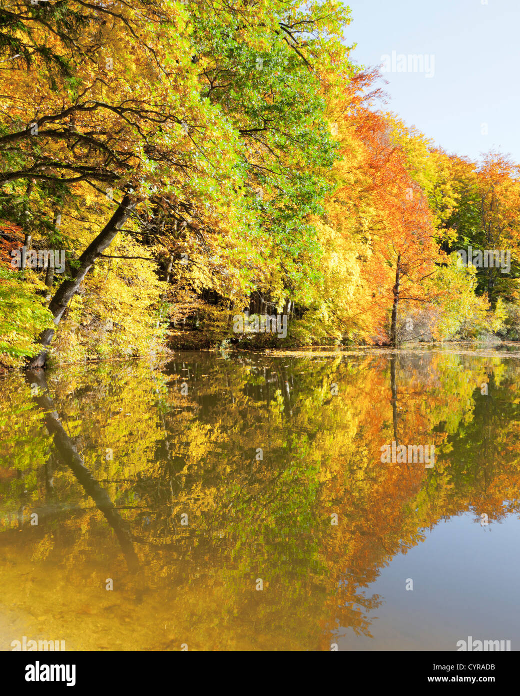 Colourful Trees in Autumn Stock Photo - Alamy