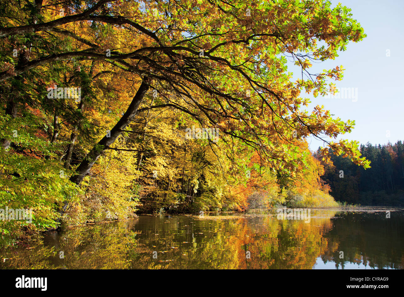 Colourful Trees in Autumn Stock Photo - Alamy