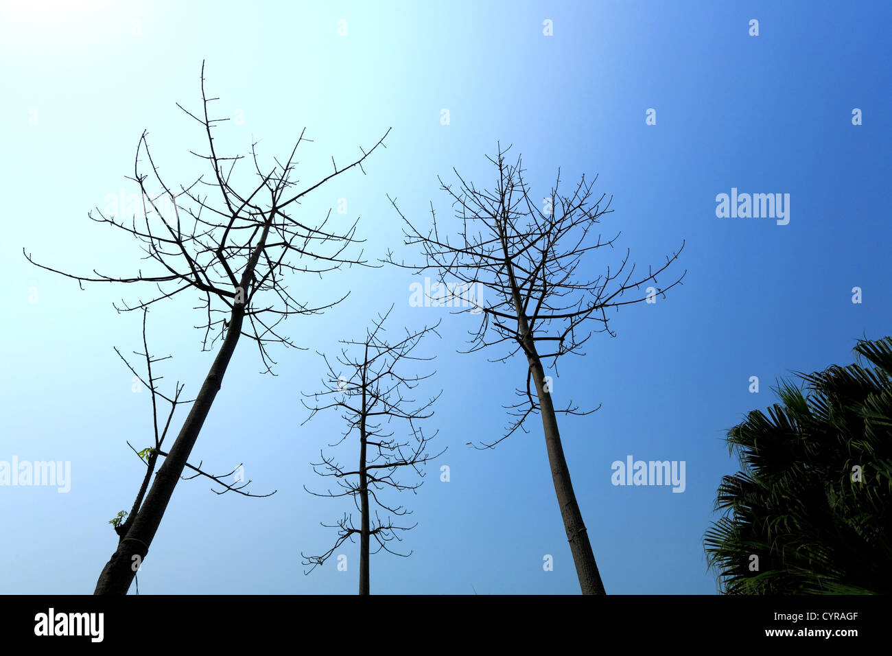 Tree silhouette cut hi-res stock photography and images - Alamy