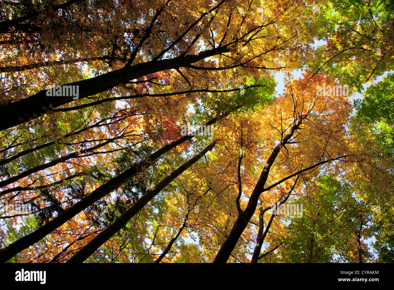 Colourful Trees in Autumn Stock Photo - Alamy
