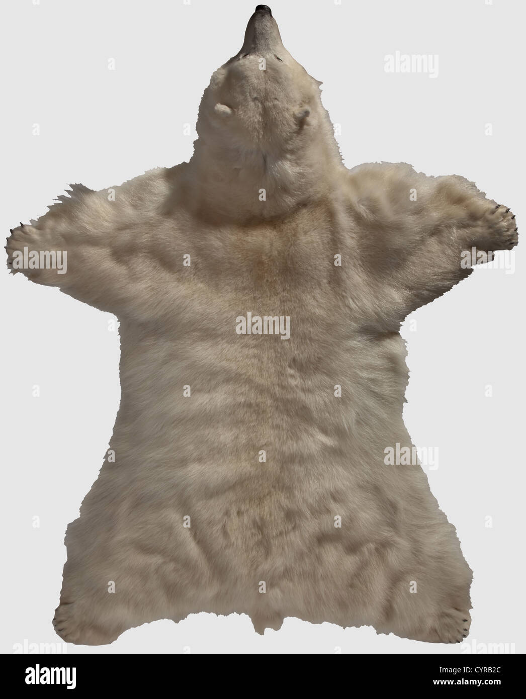 A polar bear's skin, Greenland, 20th century The pelt from a male polar ...