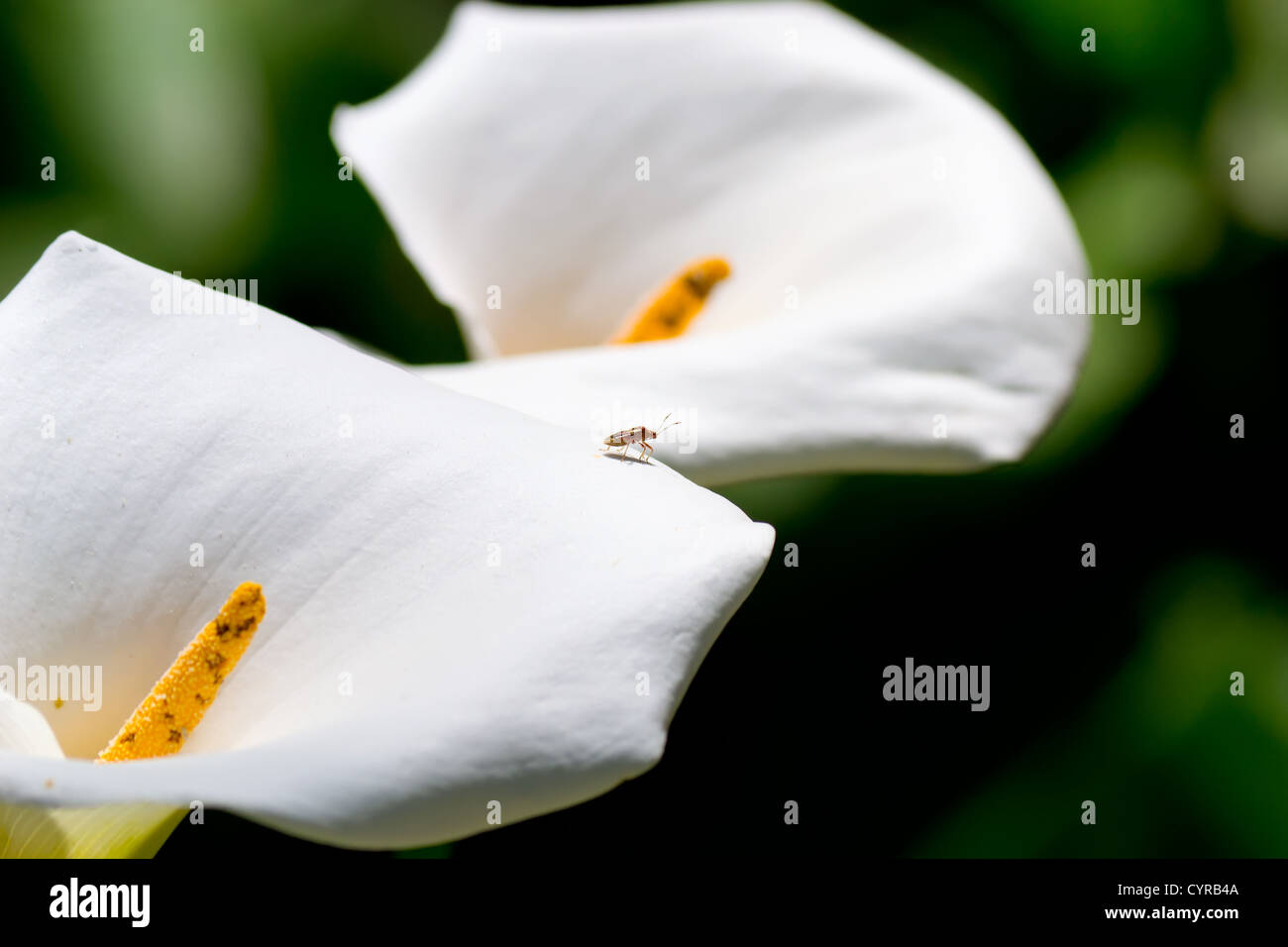 small bug on a calla lily Stock Photo - Alamy