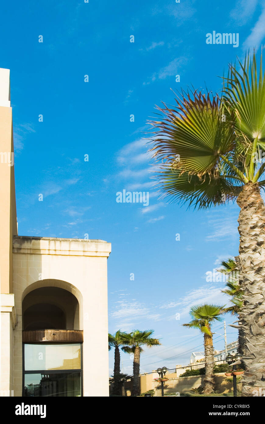 Palm tree in front of a house, Malta Stock Photo - Alamy