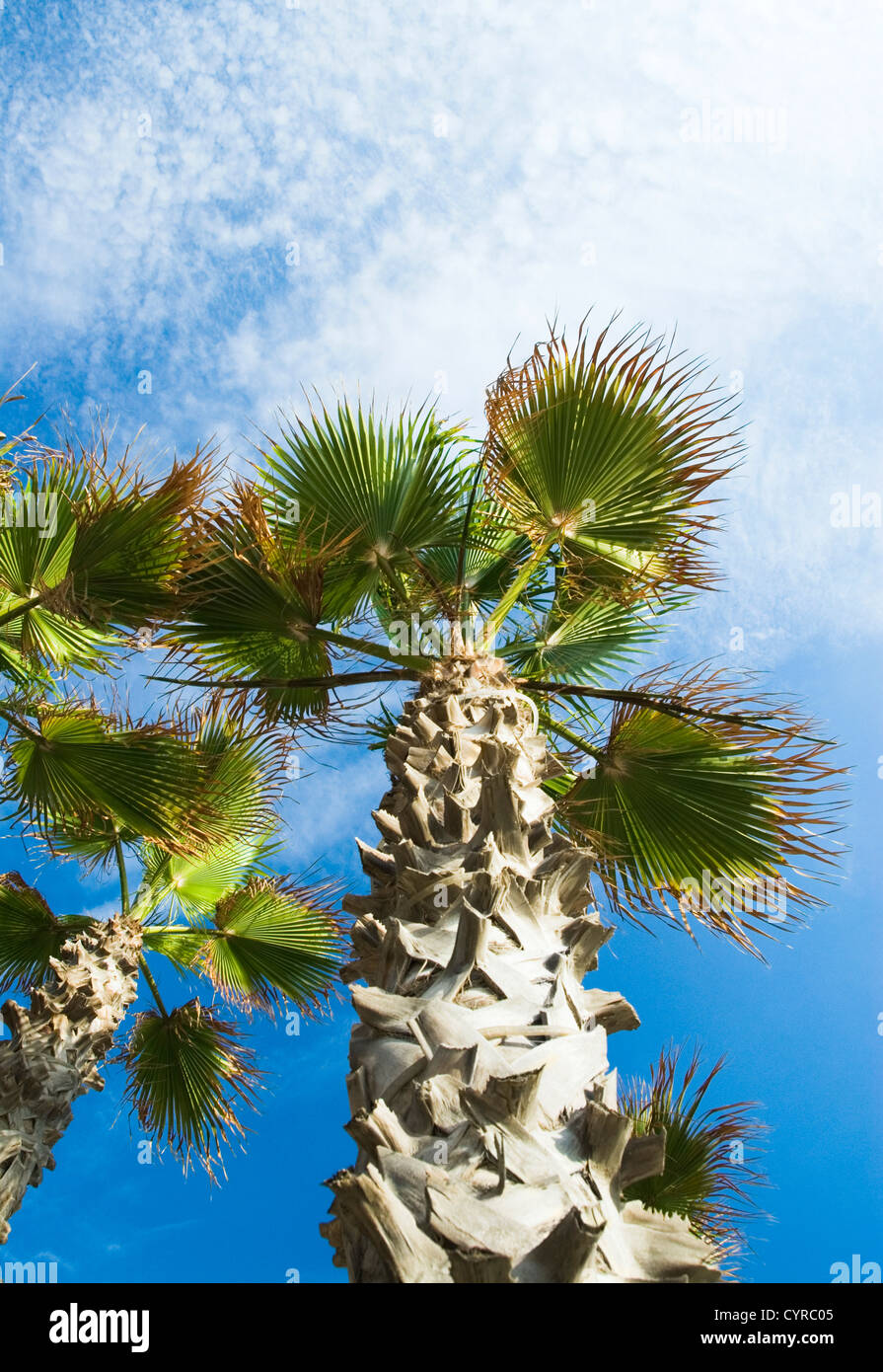 Low angle photography palm trees hi-res stock photography and images ...