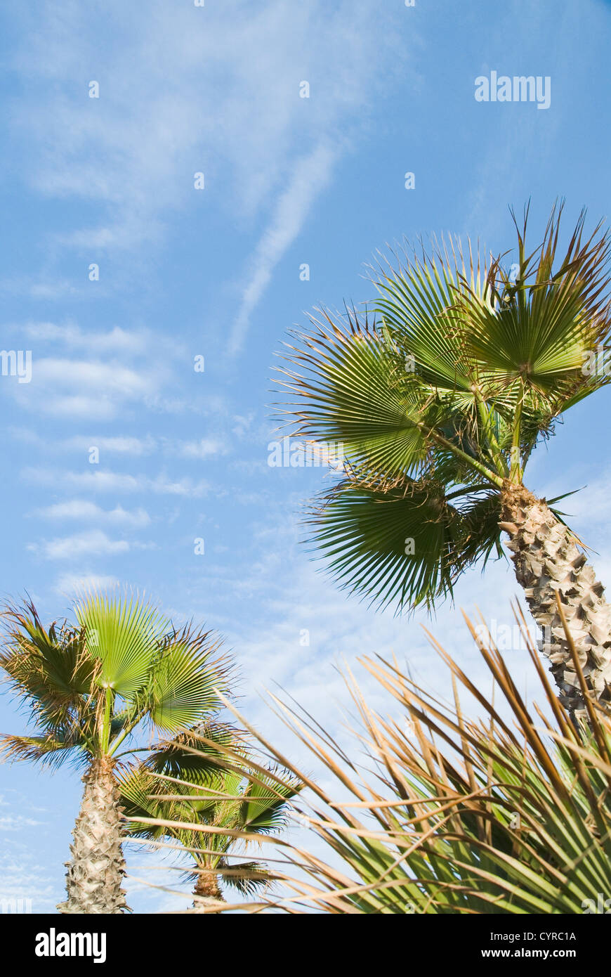 Low angle view of palm trees, Malta Stock Photo - Alamy
