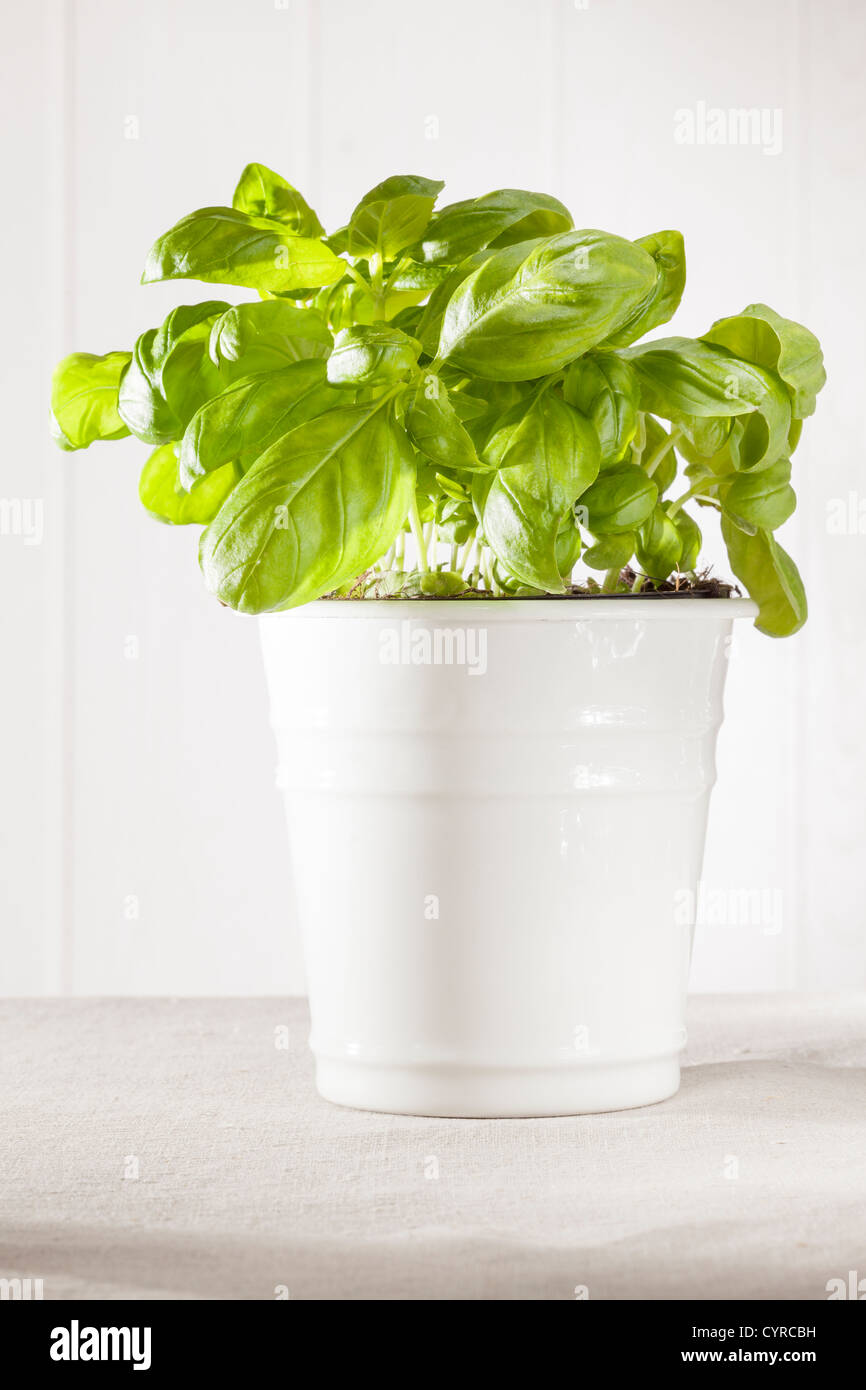 The pot of basil hi-res stock photography and images - Alamy