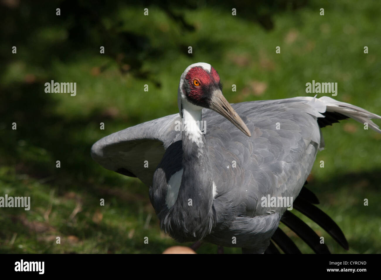 Standing white naped crane hi-res stock photography and images - Alamy