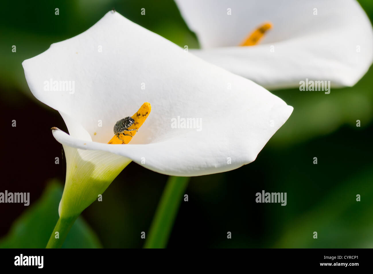 bug on a calla lily Stock Photo - Alamy