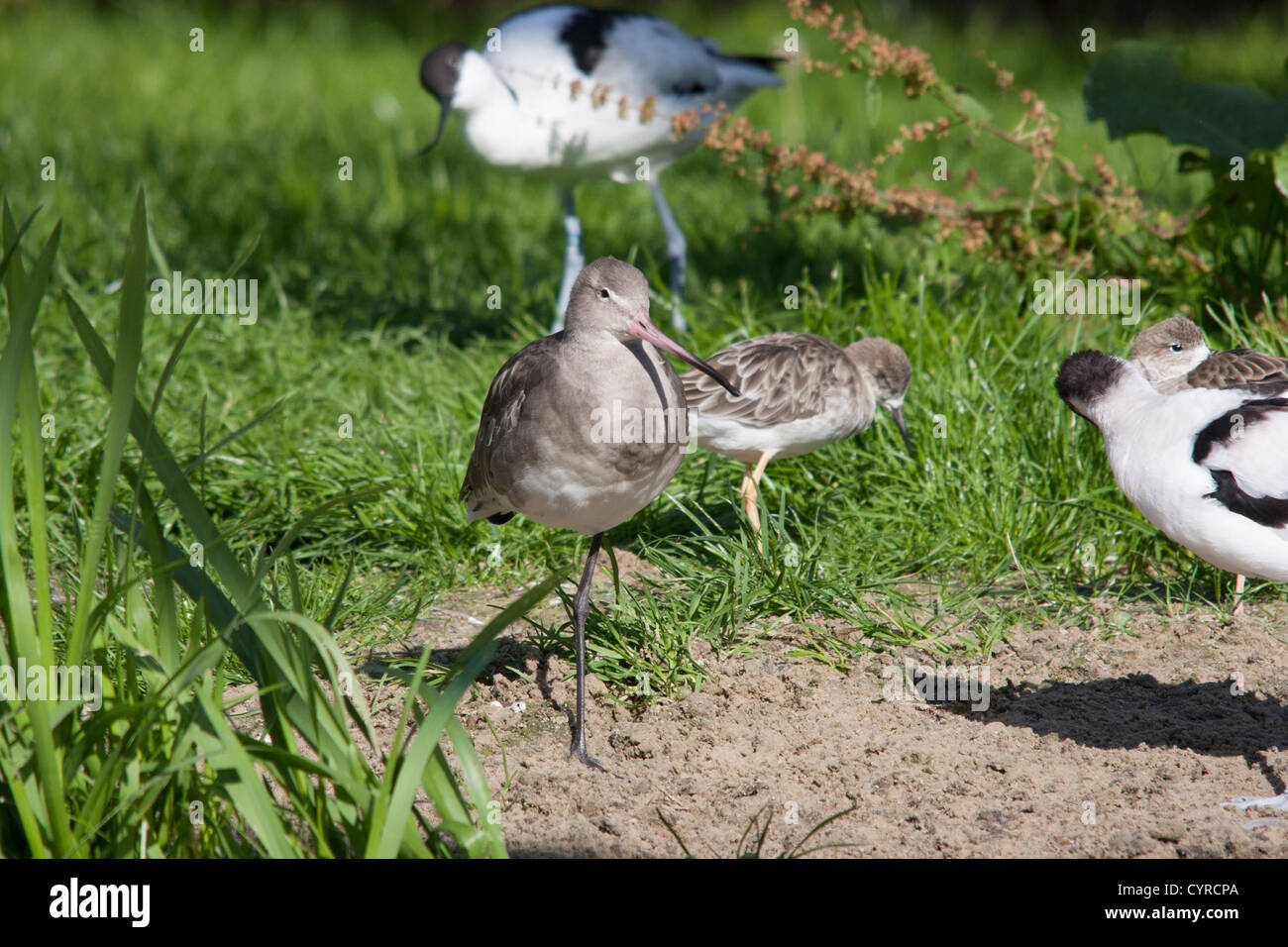 Dainty wading bird hi-res stock photography and images - Alamy