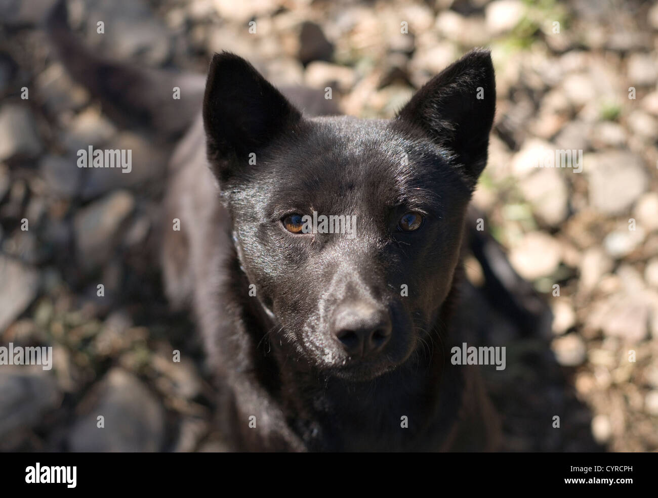 It's Taiwan black dog - only can be seen in Taiwan. He is watching at ...