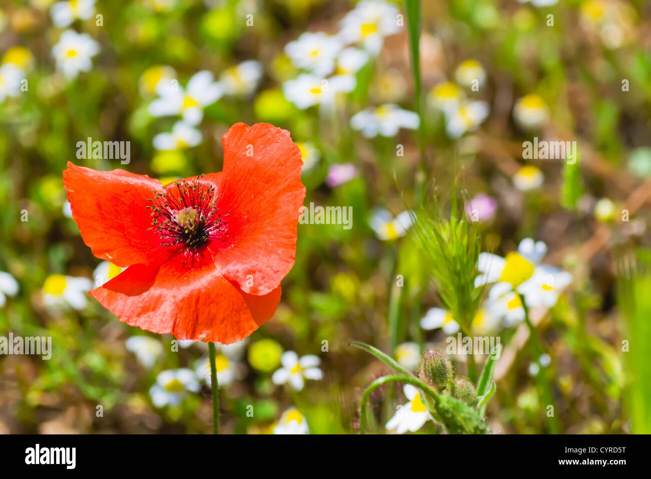 poppy in a daisy field Stock Photo - Alamy