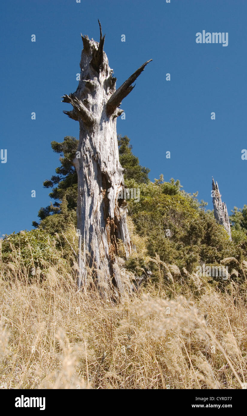 Sad Dead Trees High Resolution Stock Photography and Images - Alamy