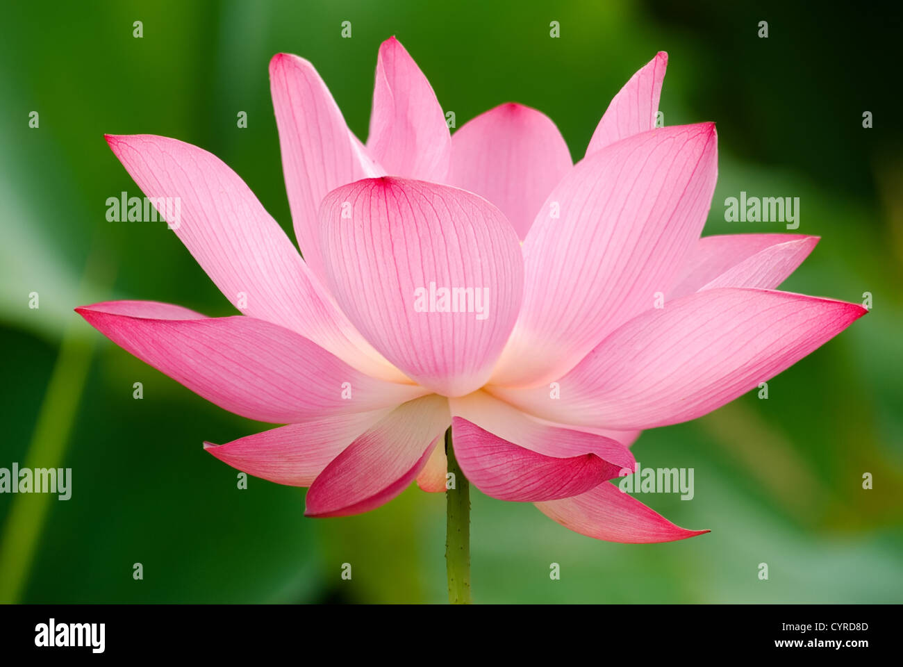 It is the beautiful lotus flower photo Stock Photo - Alamy