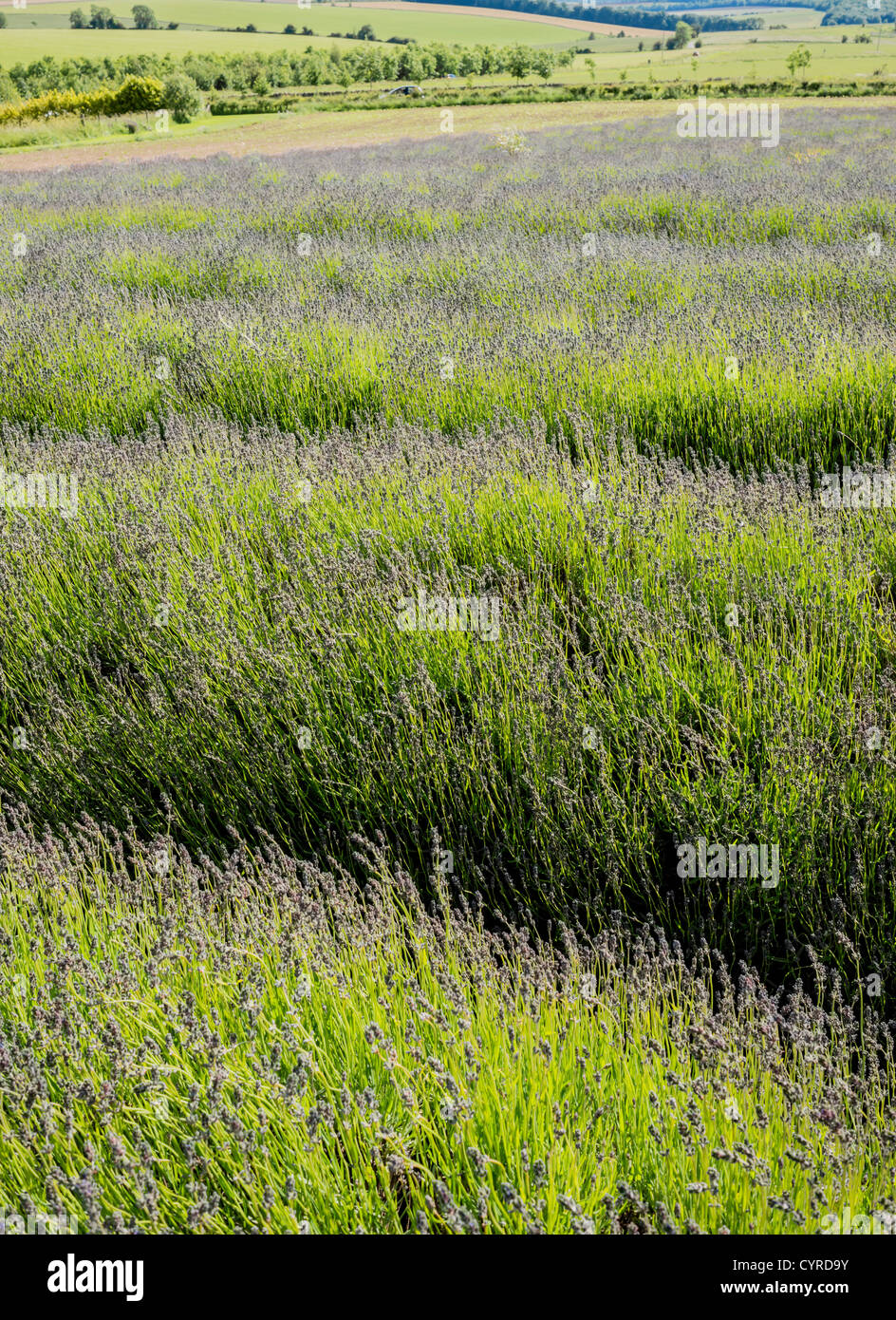 snowshill lavender farm cotswolds uk Stock Photo - Alamy