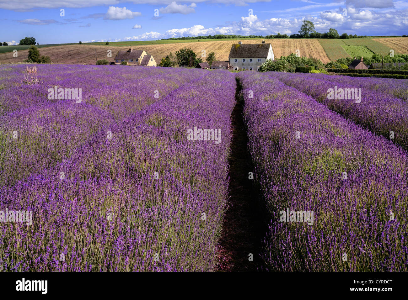 snowshill lavender farm cotswolds uk Stock Photo - Alamy