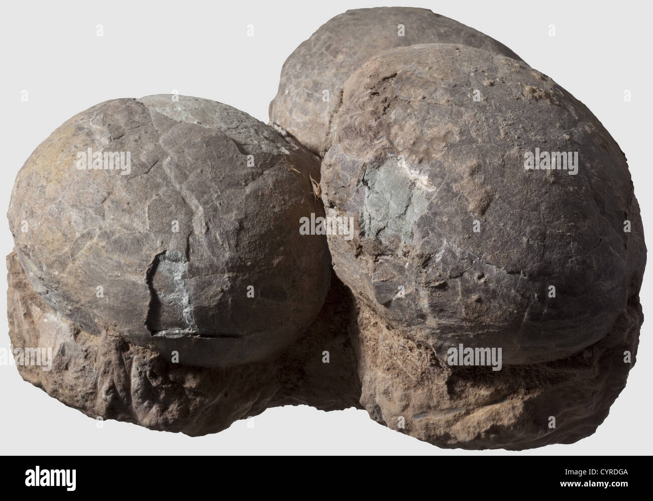 Dinosaur classification hi-res stock photography and images - Alamy