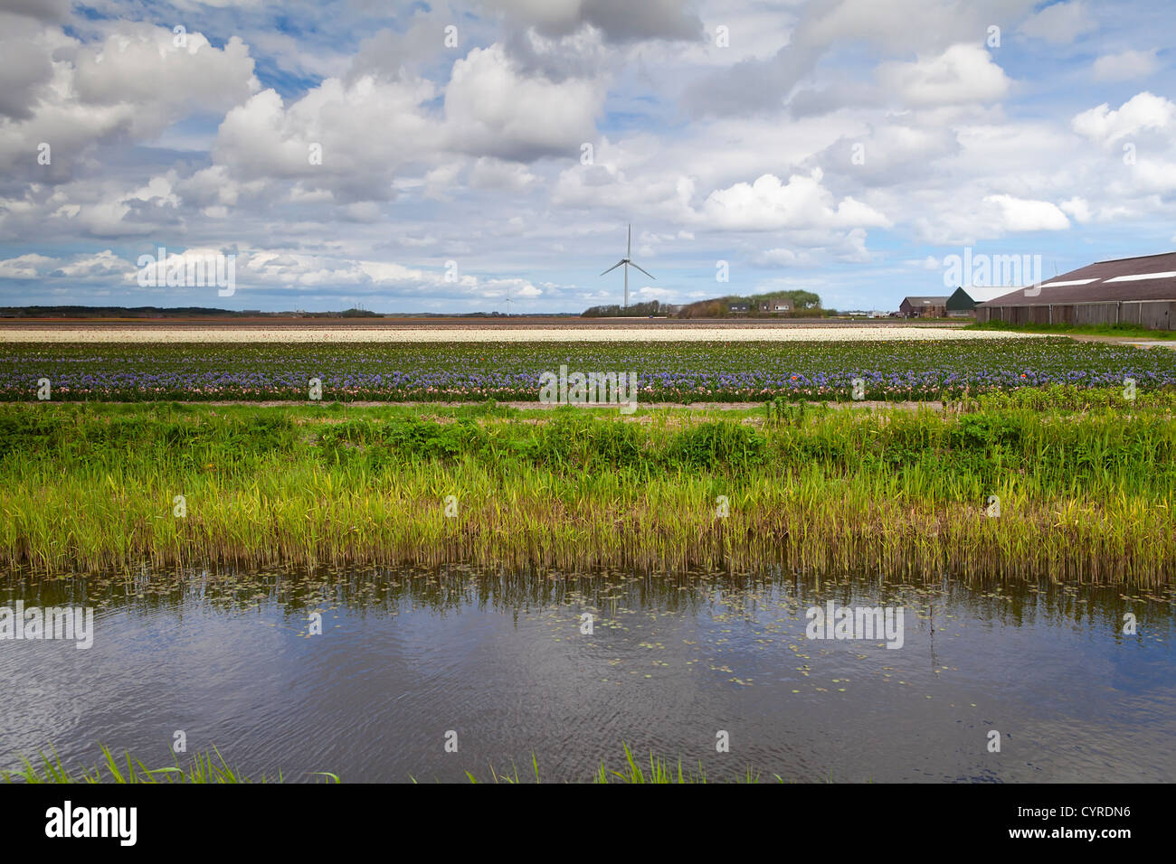 Dutch farm with tulip fields and windmills Stock Photo - Alamy