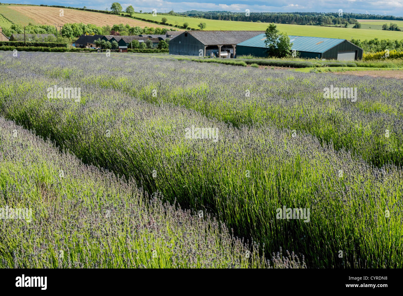 snowshill lavender farm cotswolds uk Stock Photo - Alamy